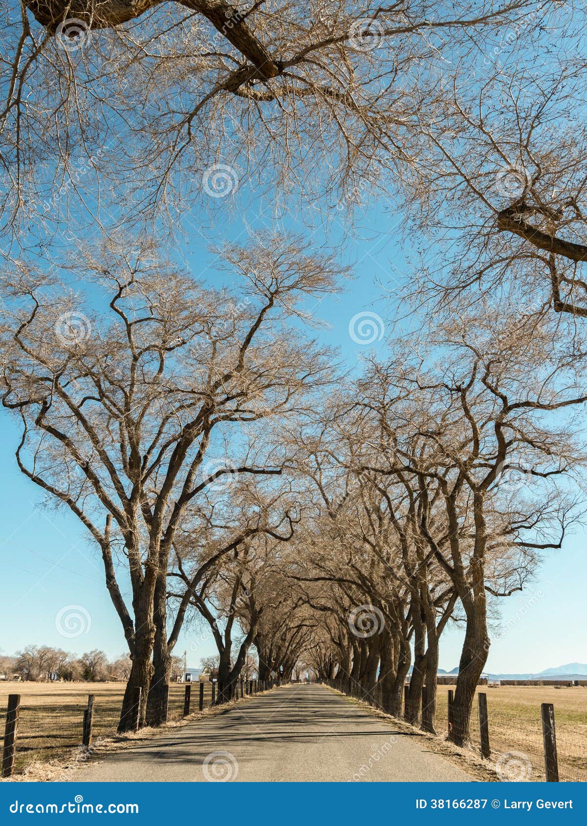 Tree-lined lane stock image. Image of inviting, pasture - 38166287