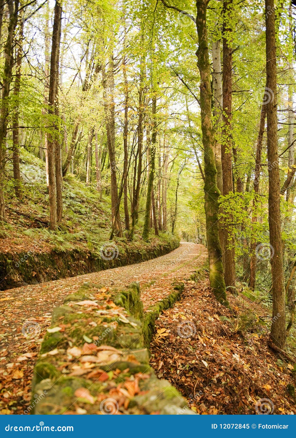 Tree Lined Lane in Autumn stock image. Image of green - 12072845