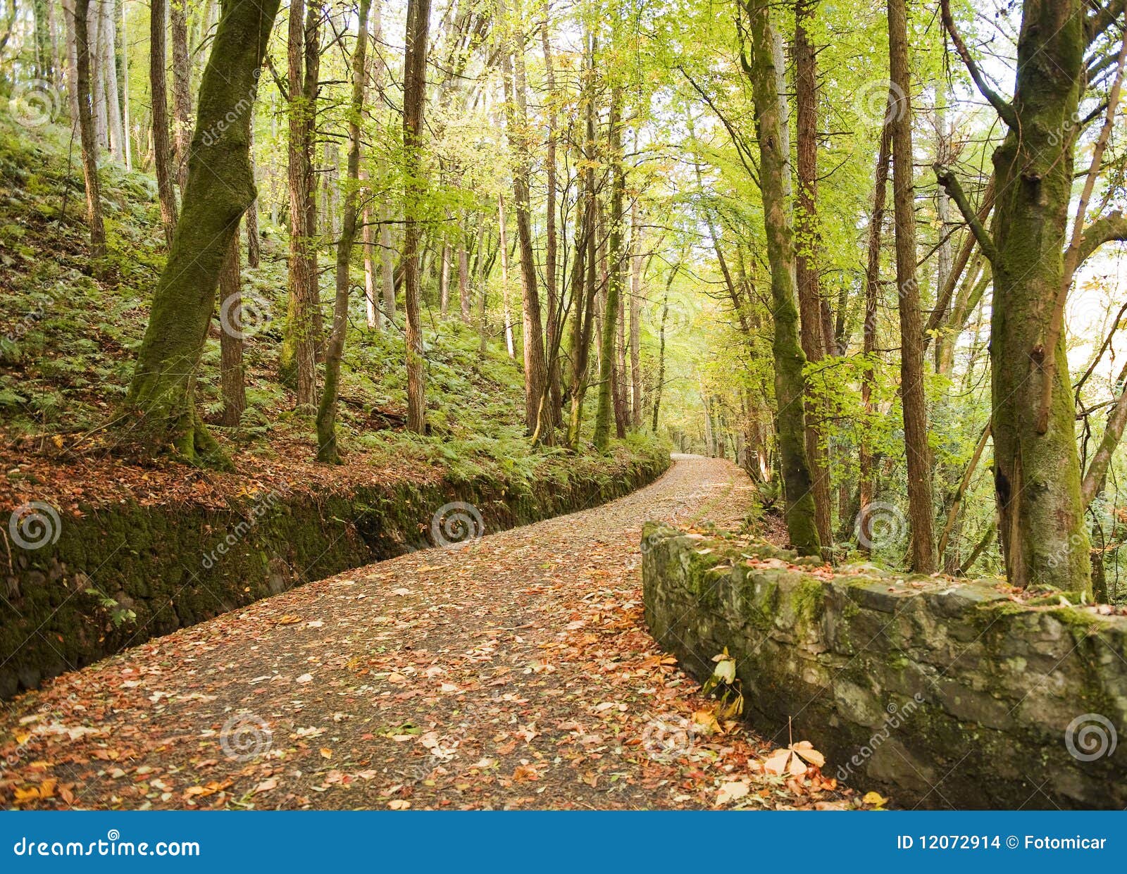 Tree Lined Lane in Autumn stock photo. Image of road - 12072914