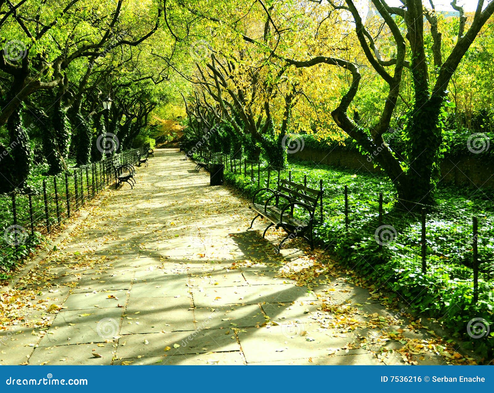 Tree-lined lane in park stock photo. Image of flora, vine - 7536216