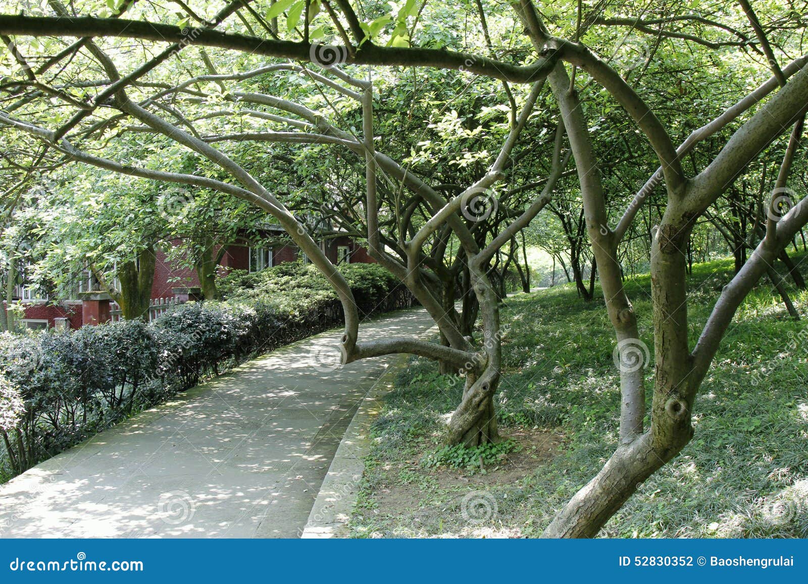 Tree lined lane in park stock photo. Image of canopy - 52830352