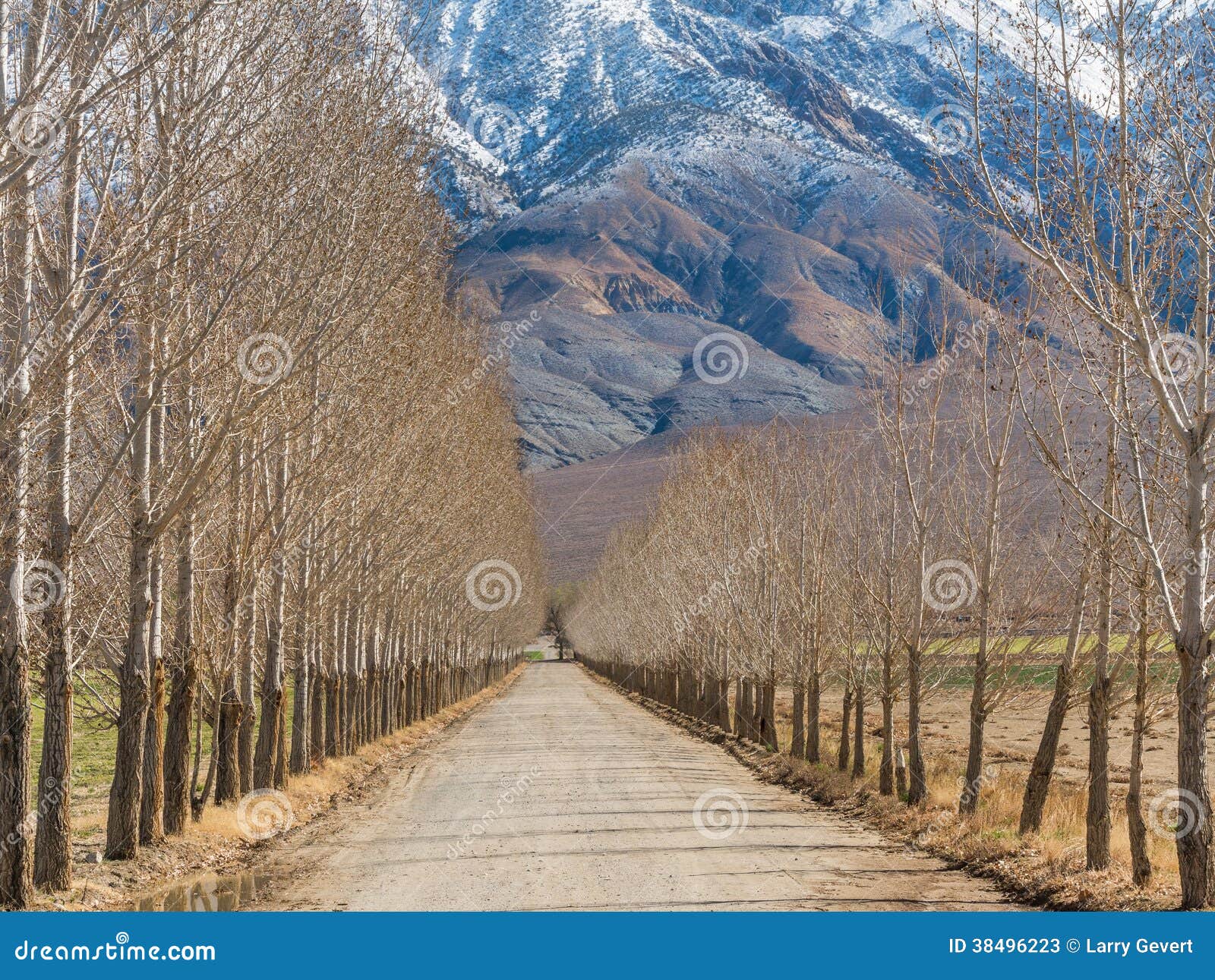 Tree-lined Lane Under the White Mountains Stock Image - Image of ...