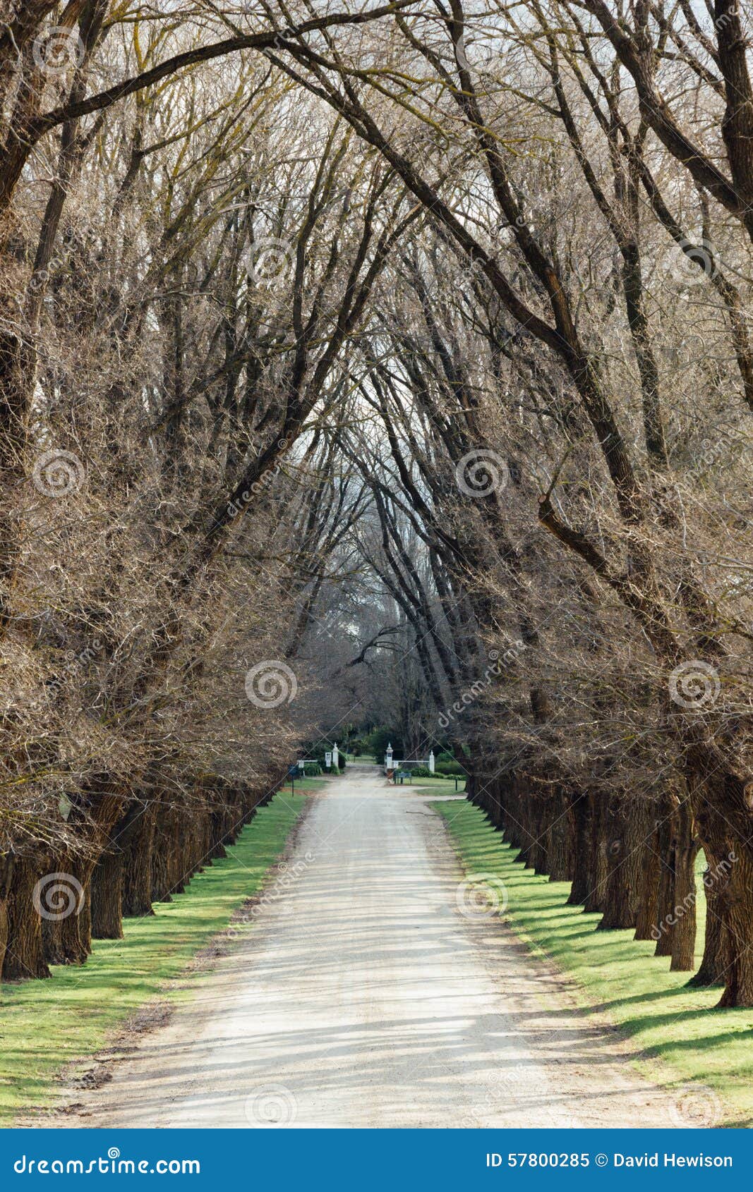 Tree Lined Laneway stock image. Image of tree, road, leaf - 57800285