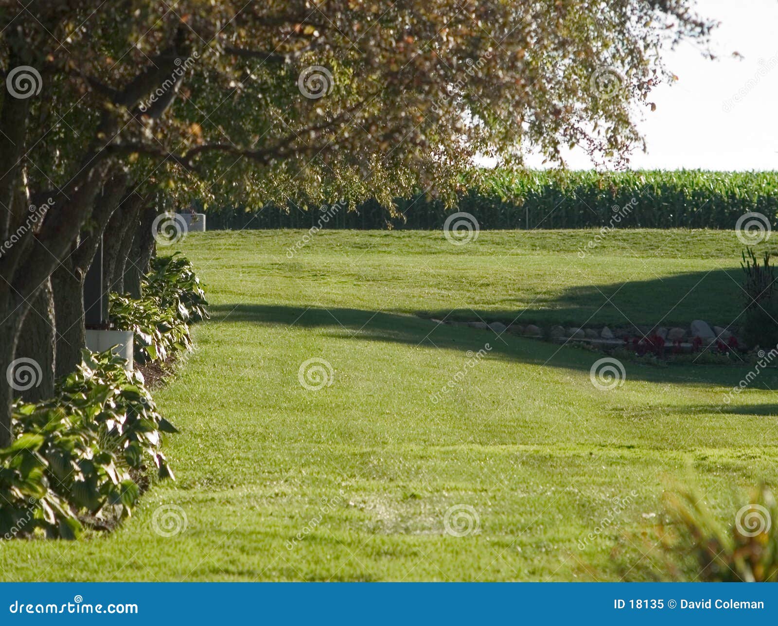 Tree lined lawn stock image. Image of trees, lawn, cornfield - 18135