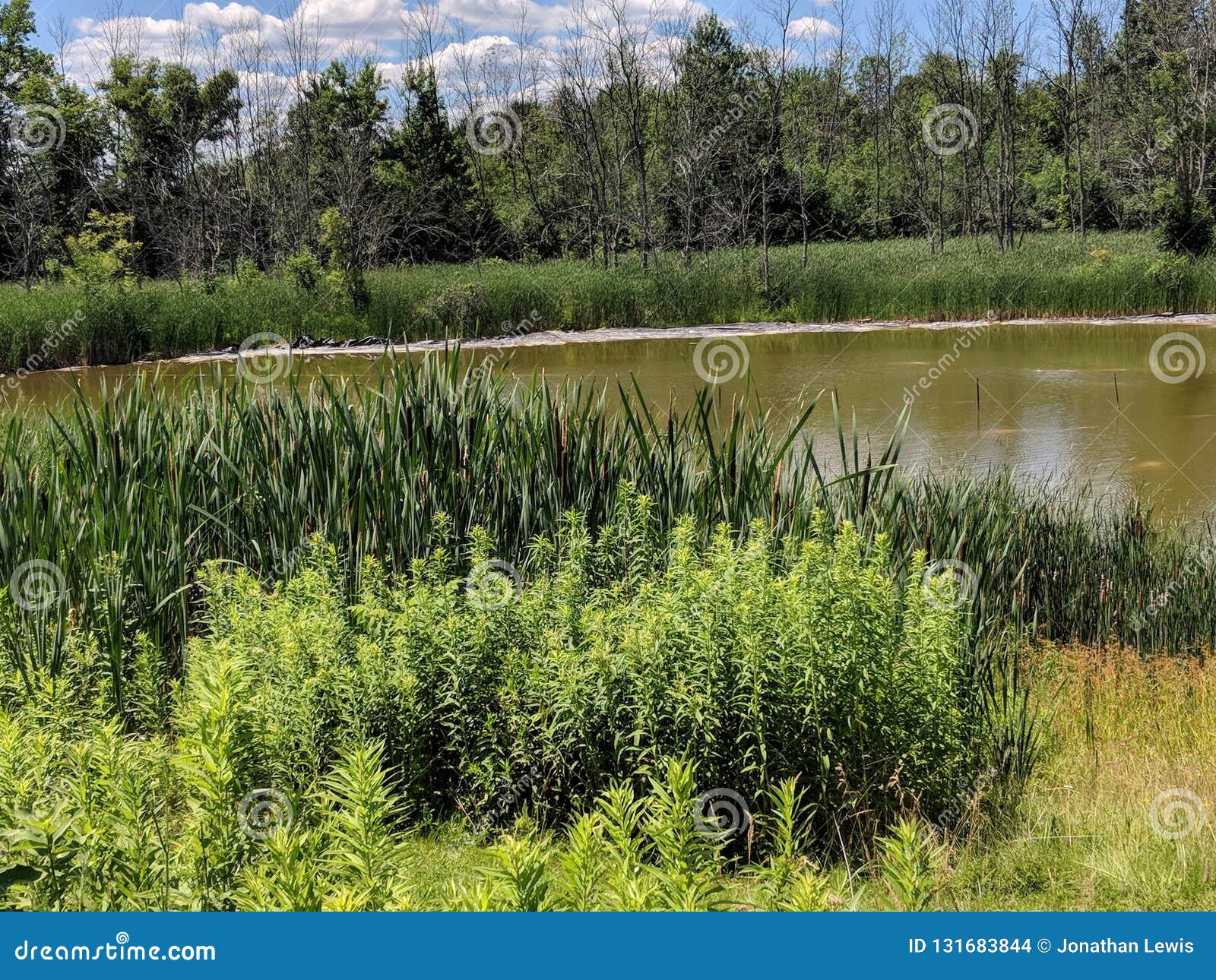 Cattails on a Murky Pond stock photo. Image of patch - 131683844