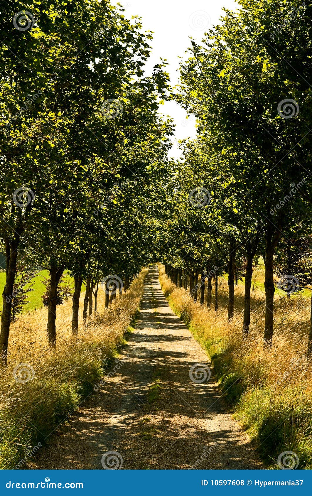 Tree lined path stock photo. Image of park, lane, perspective - 10597608