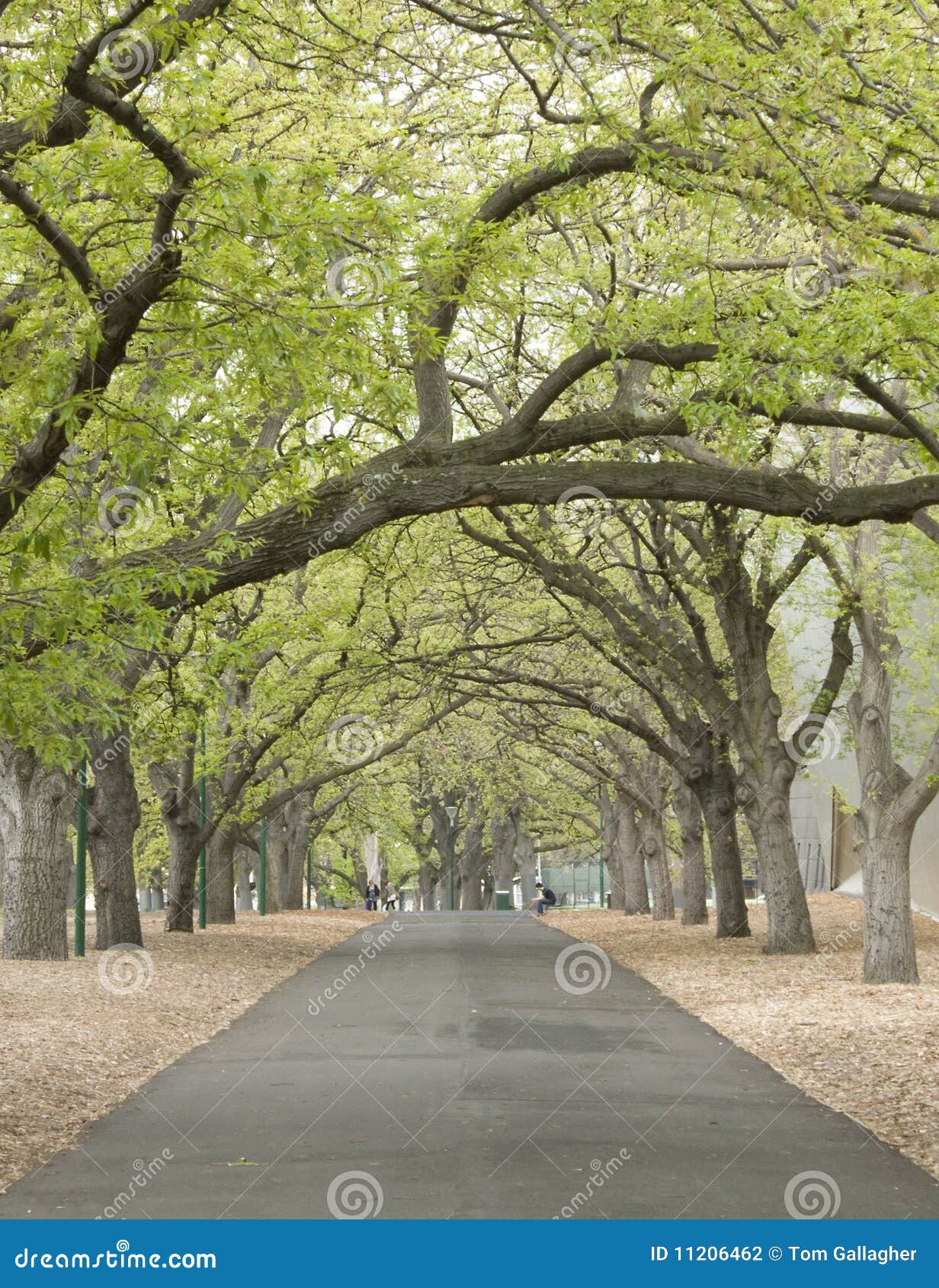 Tree Lined Path stock photo. Image of track, leaf, park - 11206462