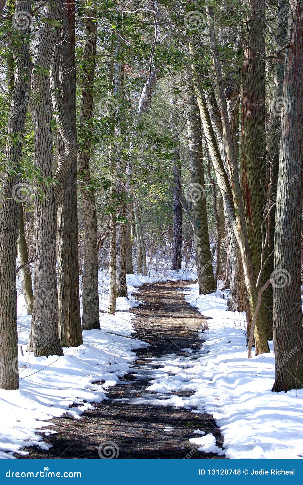 Tree Lined Path stock photo. Image of path, trees, winter - 13120748