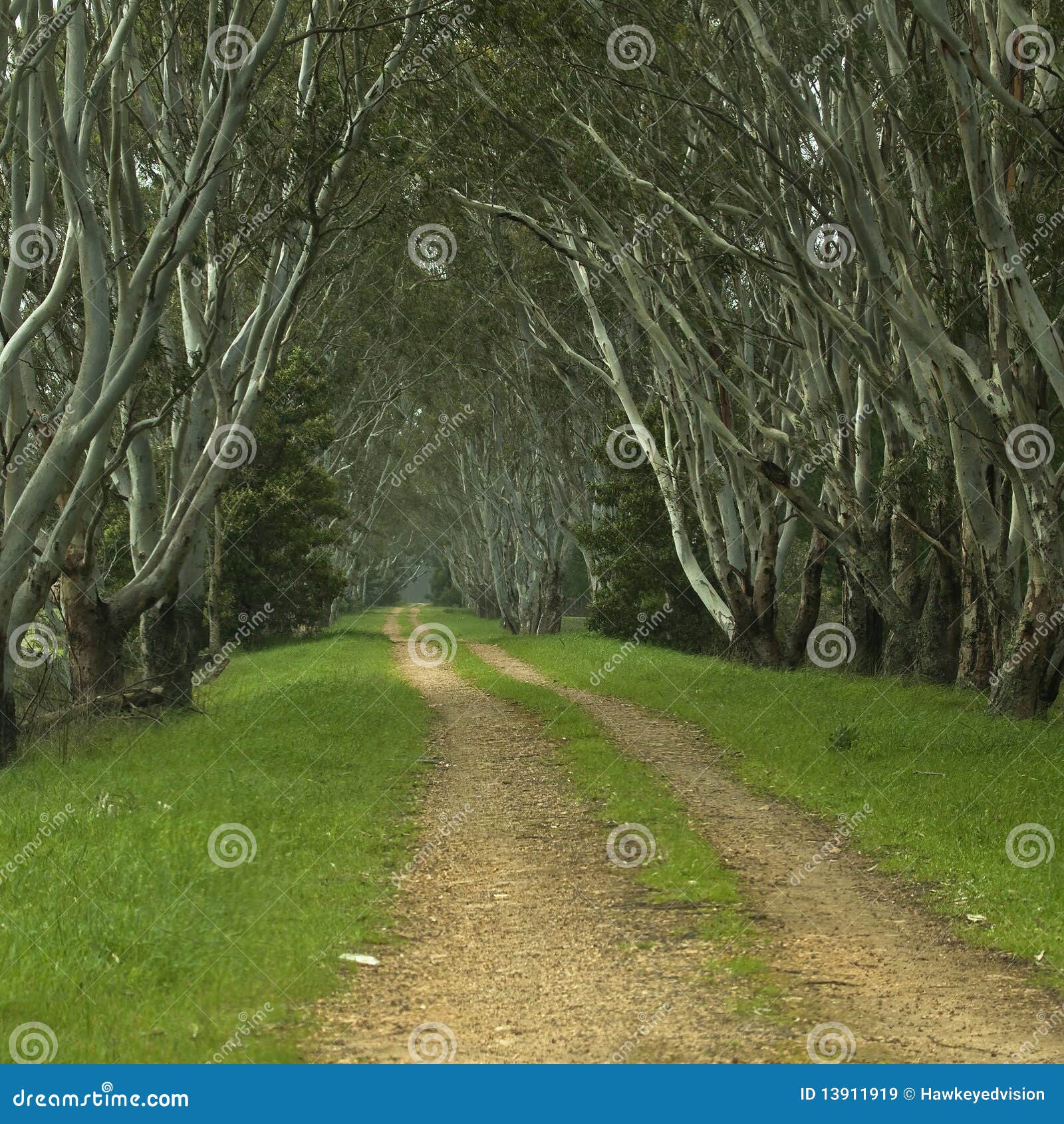 Tree Lined Path stock image. Image of foliage, foggy - 13911919