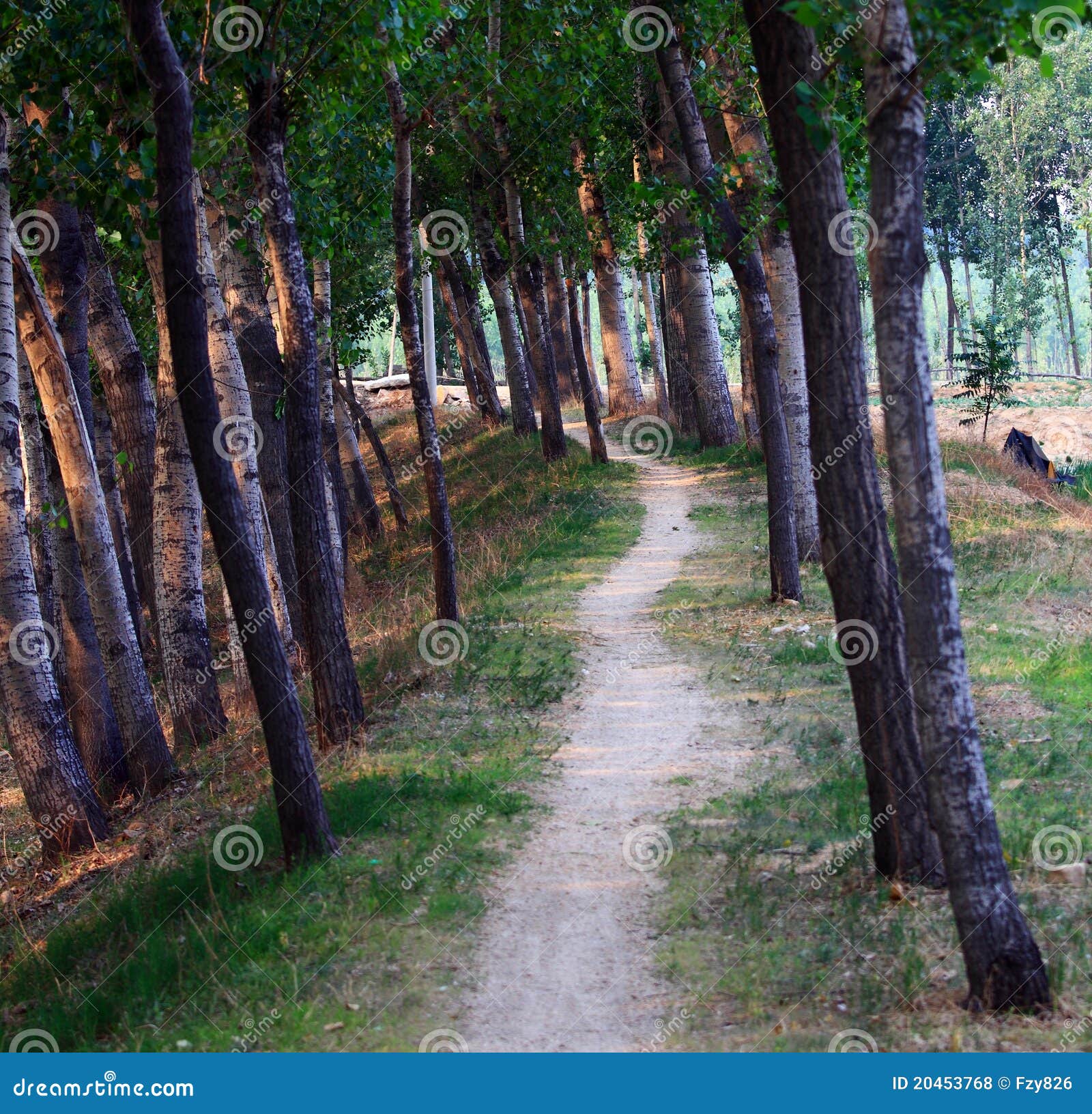 Tree lined path stock photo. Image of serene, park, leaf - 20453768
