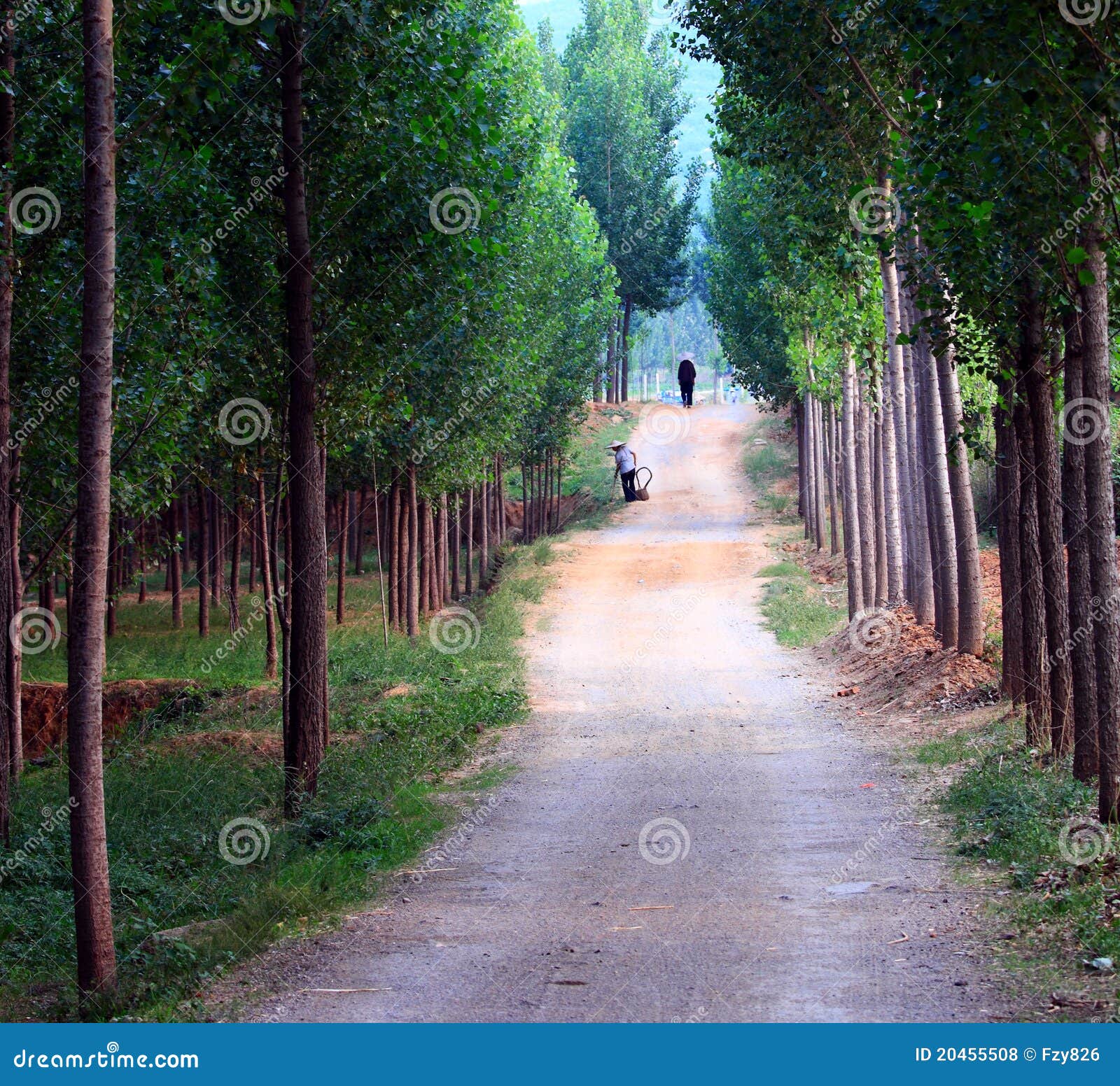 Tree lined path stock photo. Image of hiking, natural - 20455508