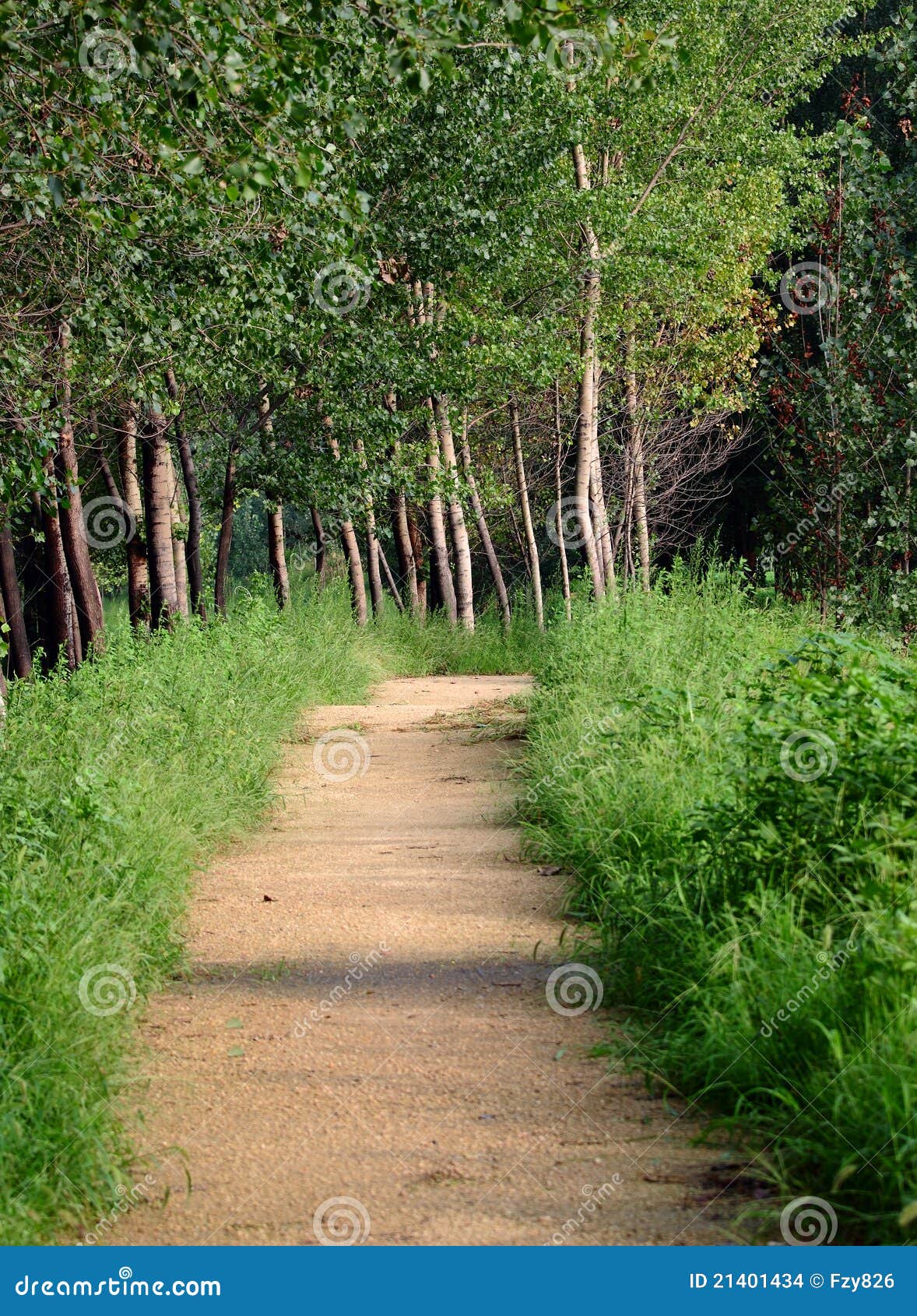 Tree lined path stock photo. Image of natural, forest - 21401434