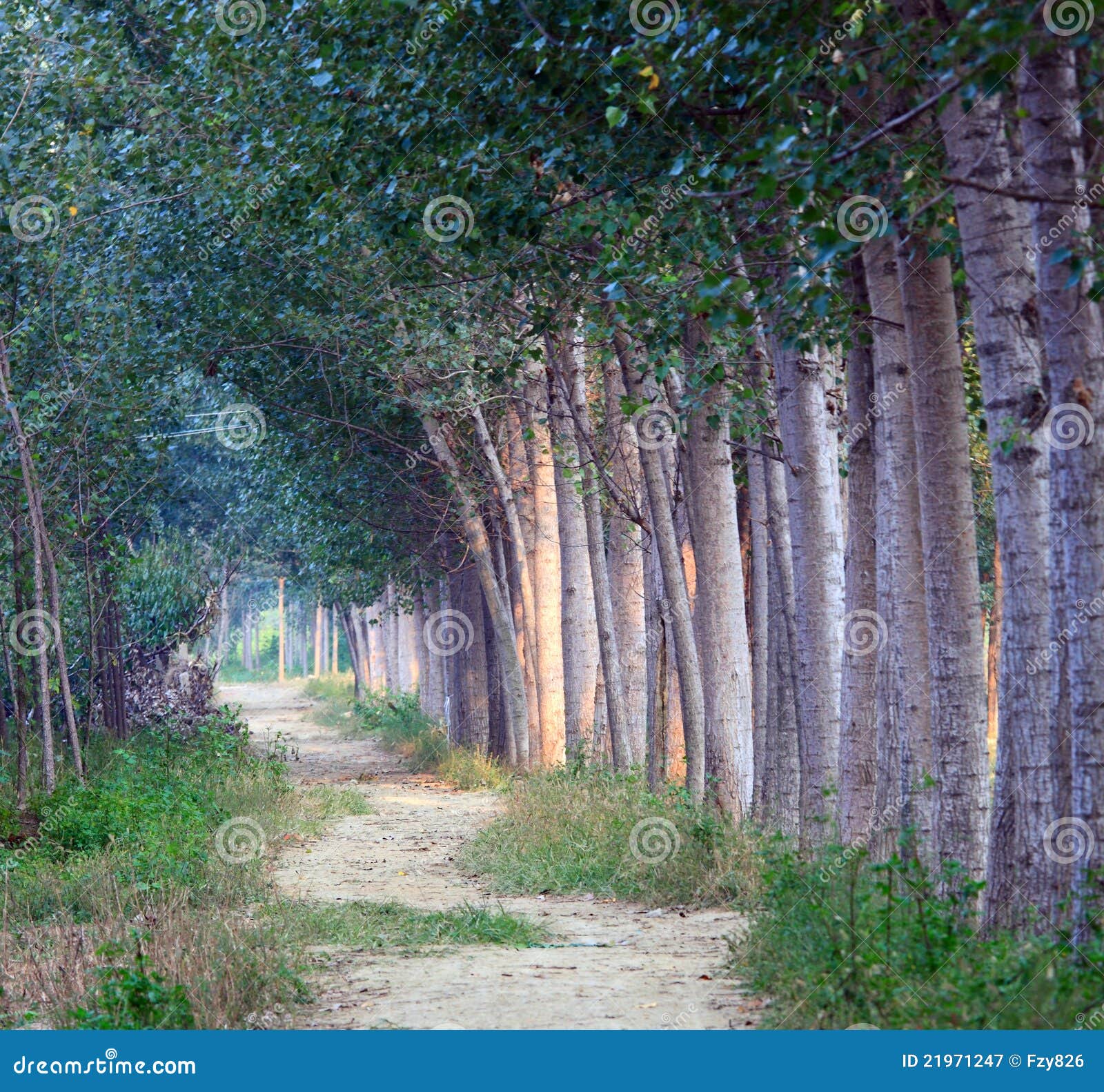 Tree lined path stock image. Image of summer, road, summertime - 21971247