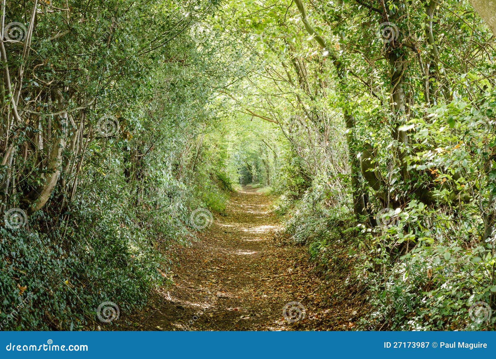 Tree lined path stock image. Image of forest, hills, english - 27173987