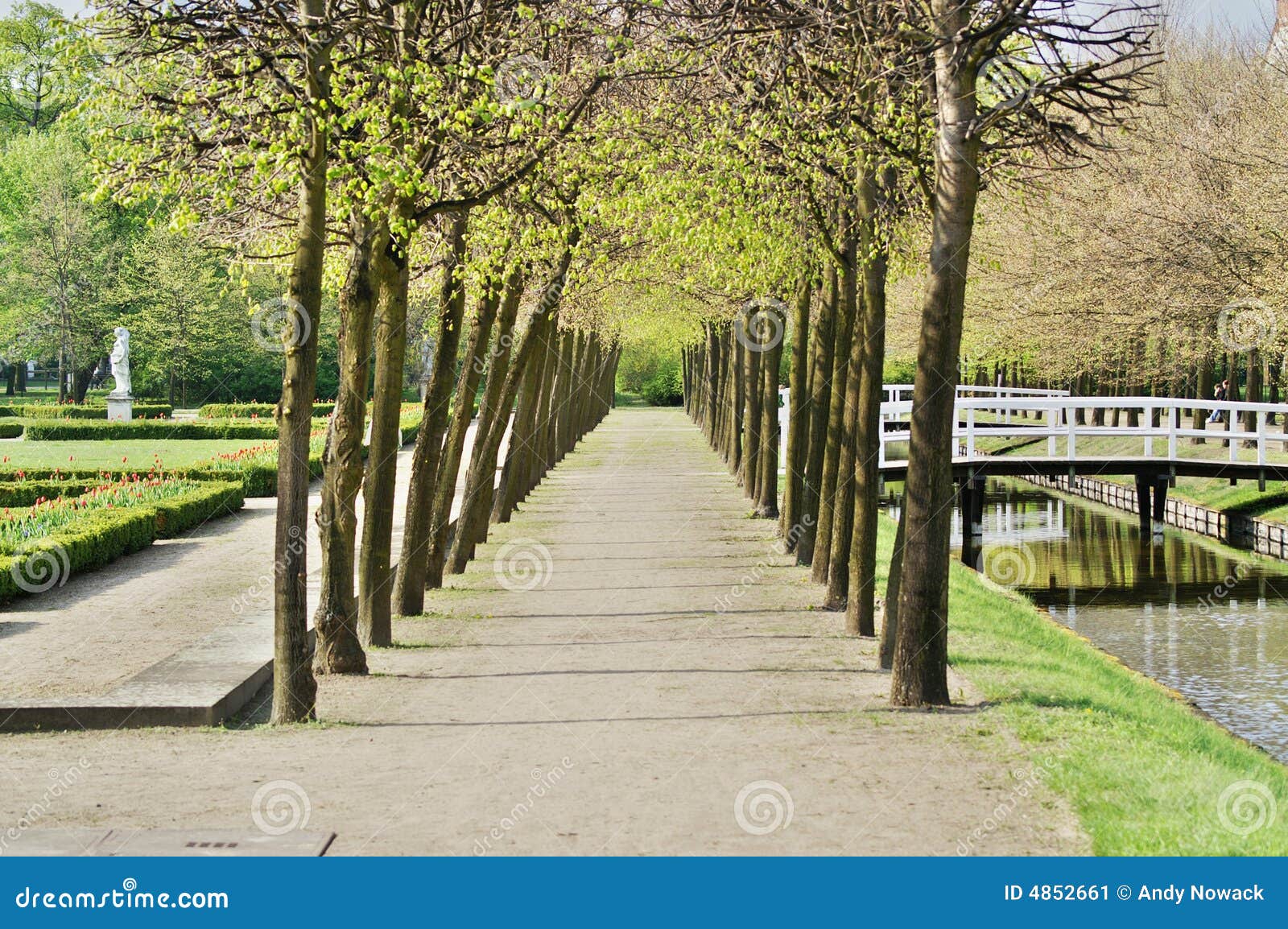Tree lined path stock image. Image of sidewalk, branches - 4852661