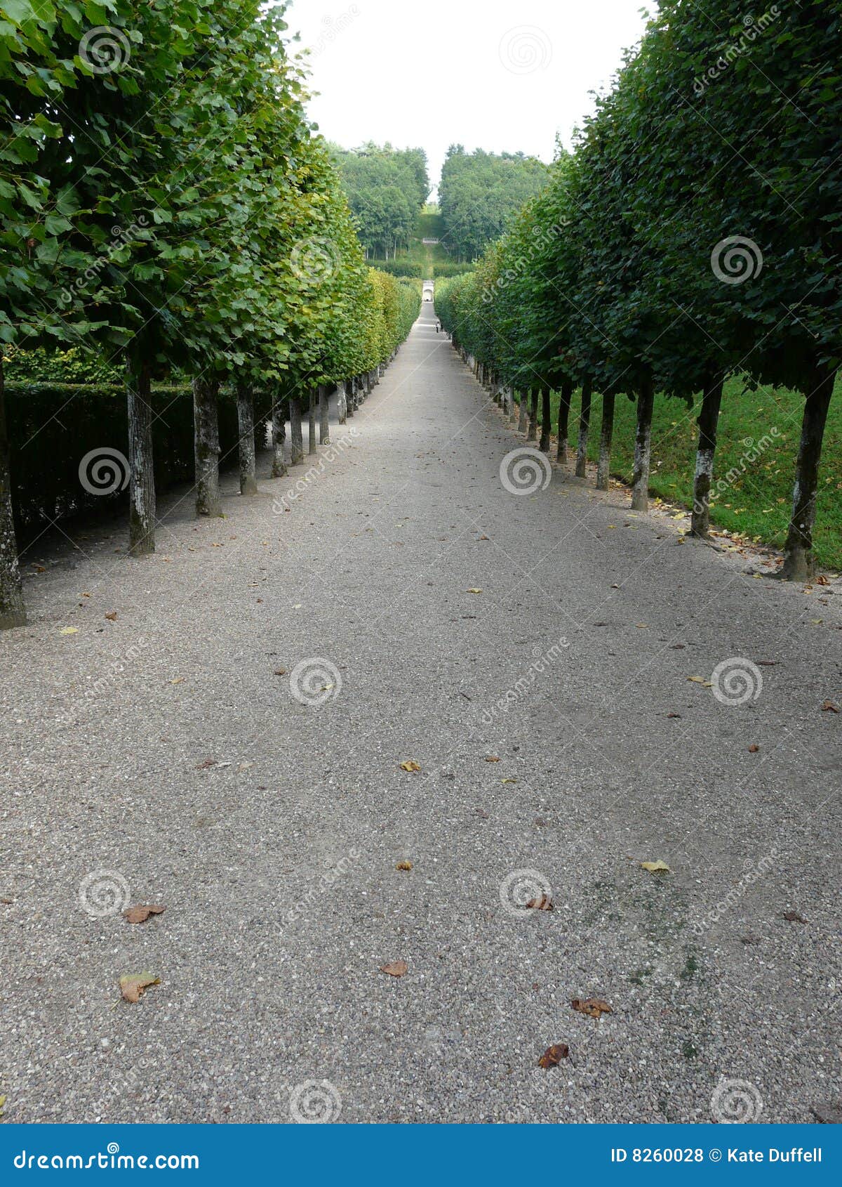 Tree-lined path stock photo. Image of fauna, relaxing - 8260028