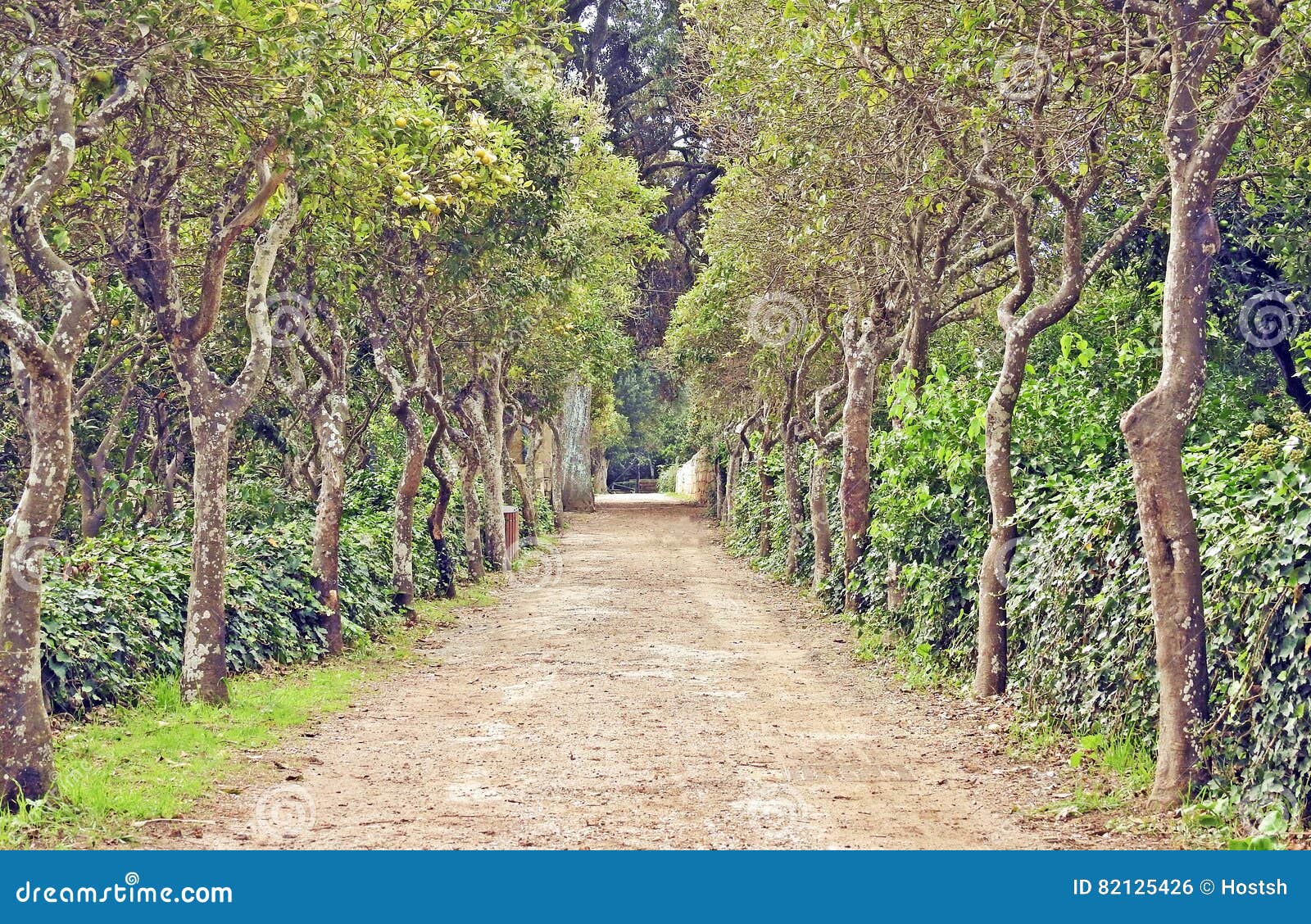 Tree Lined Path, Autumn, Fall Colours Stock Photo - Image of october ...