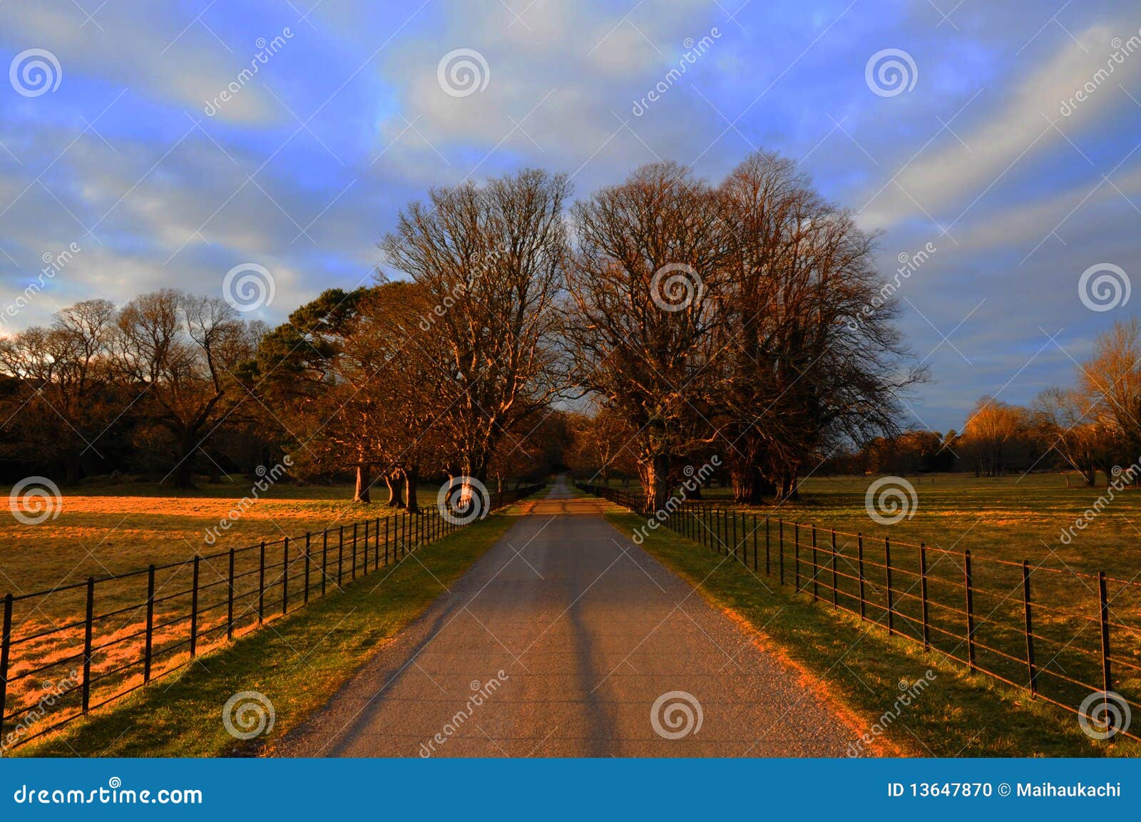 Tree Lined Path with Blue Sky Stock Photo - Image of straight, shadows ...