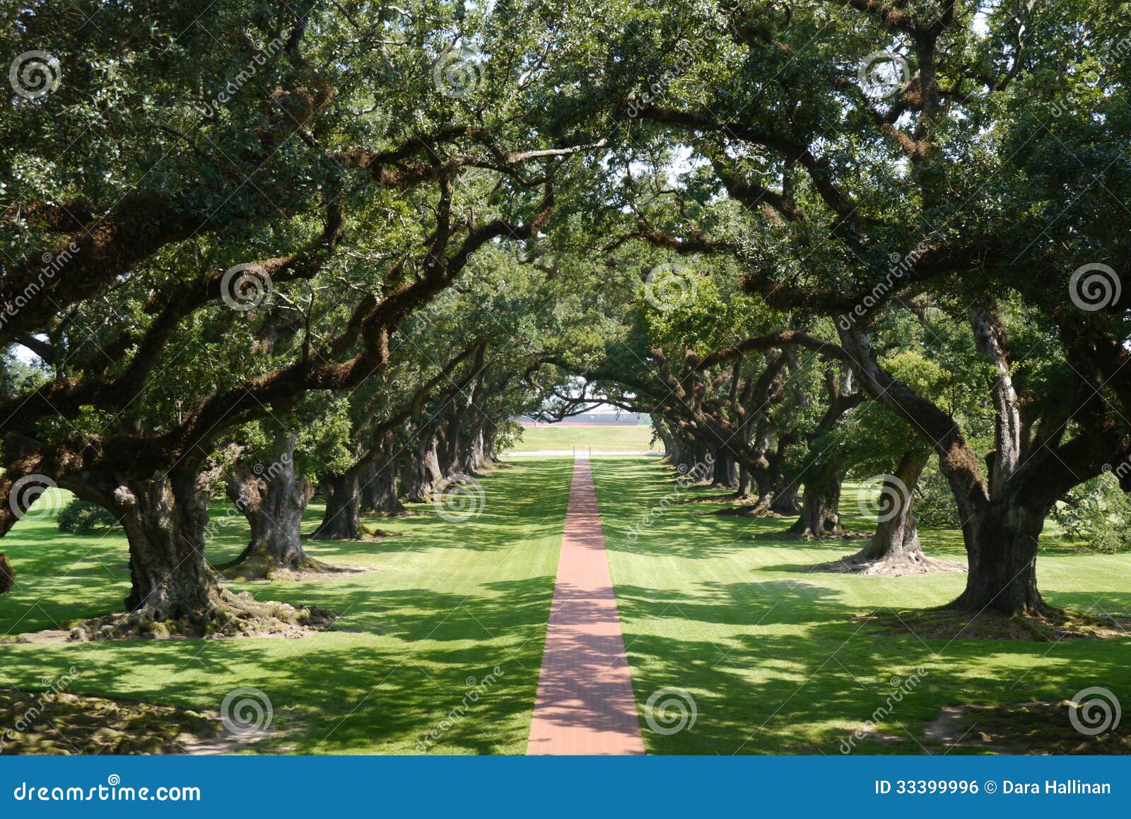 Oak Tree Canopy Royalty-Free Stock Image | CartoonDealer.com #126682246