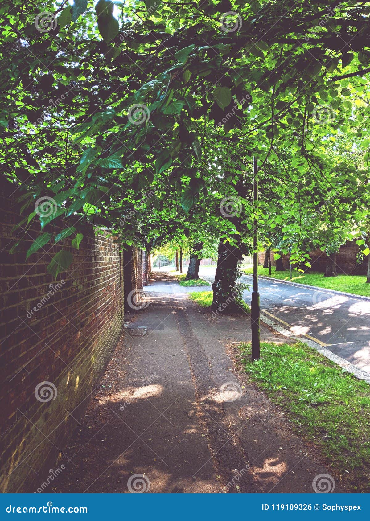 Tree Lined Path with Dappled Light Stock Photo - Image of road, alley ...