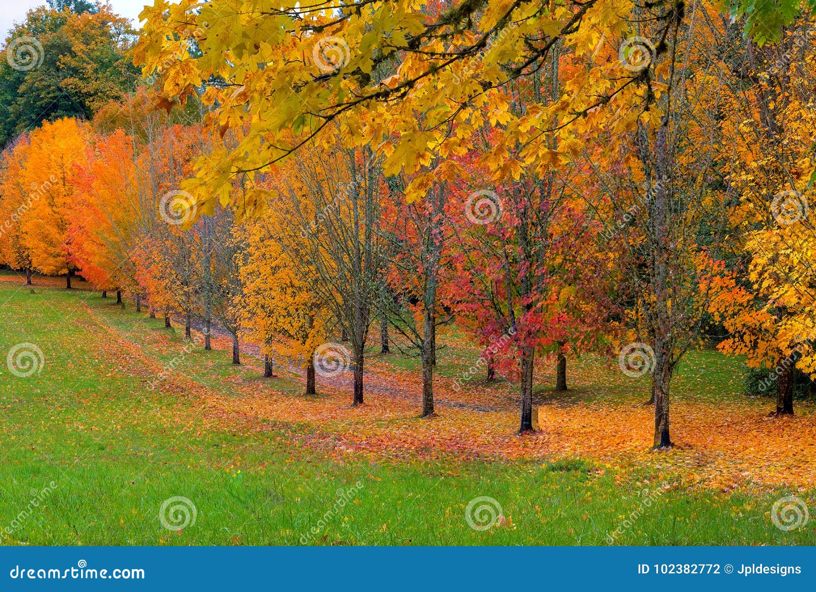 Tree Lined Path with Fall Foliage Stock Photo - Image of hiking, bush ...