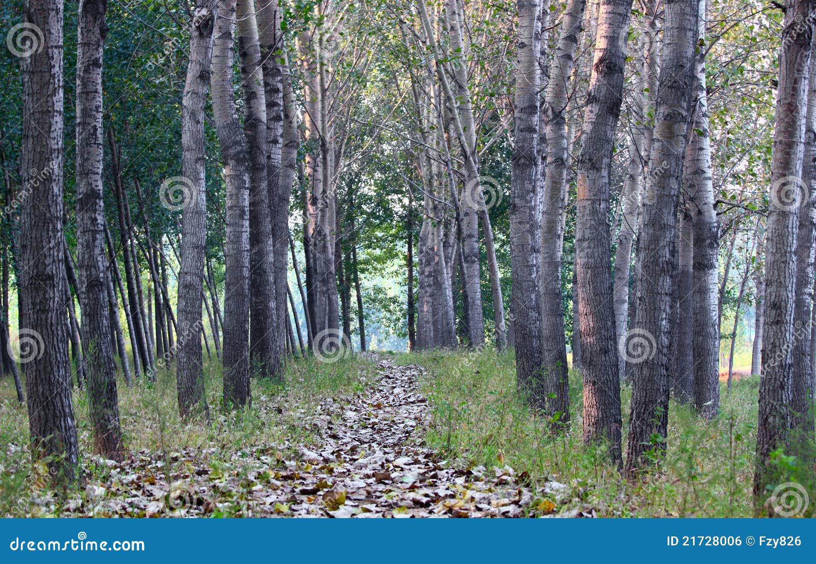 Tree Lined Path and Fall Leaves Stock Photo - Image of poplar, hiking ...