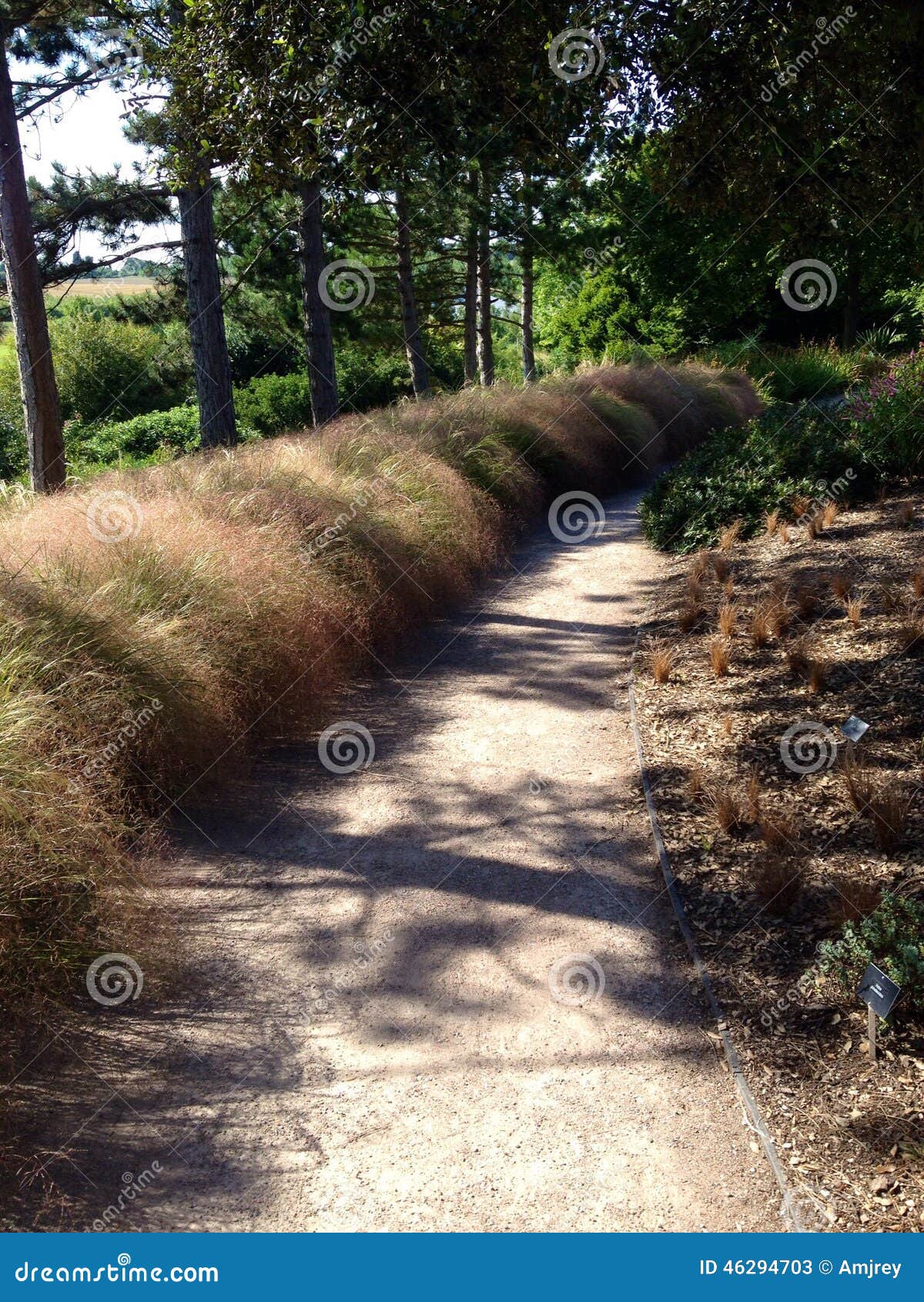 Tree lined path stock image. Image of pathway, garden - 46294703