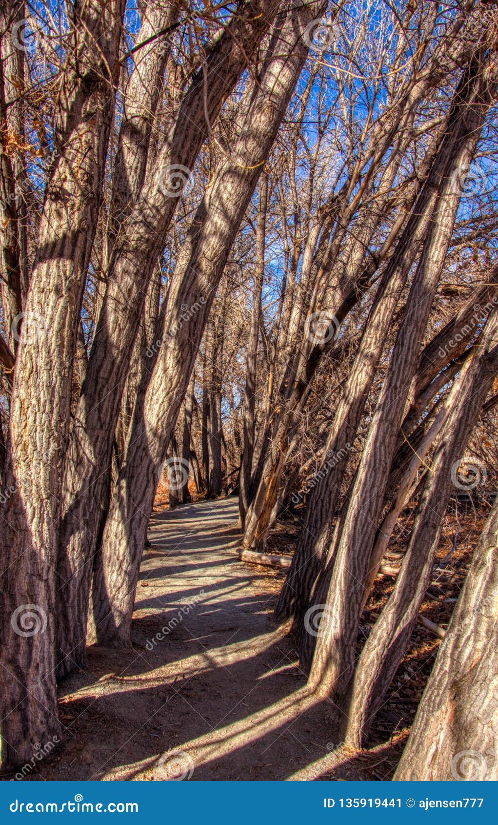 Tree Lined Path editorial photo. Image of nice, path - 135919441