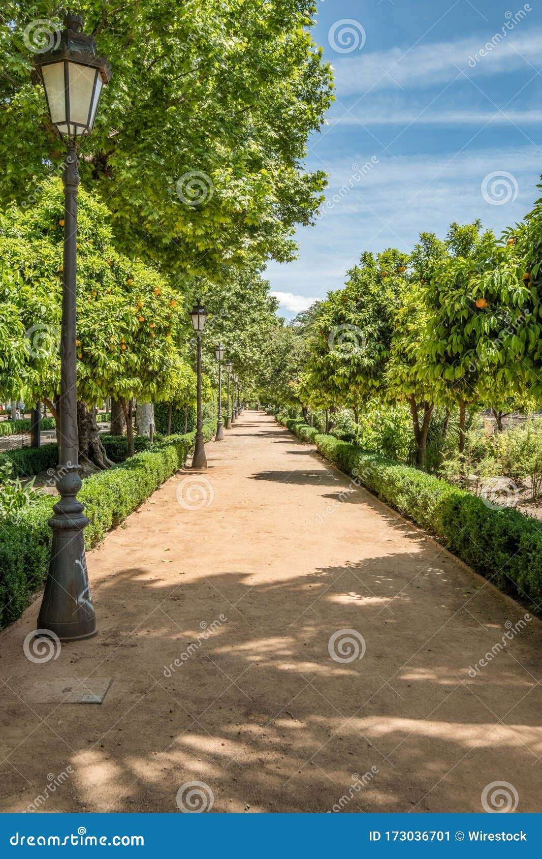 Tree Lined Path stock image. Image of colorful, city - 173036701