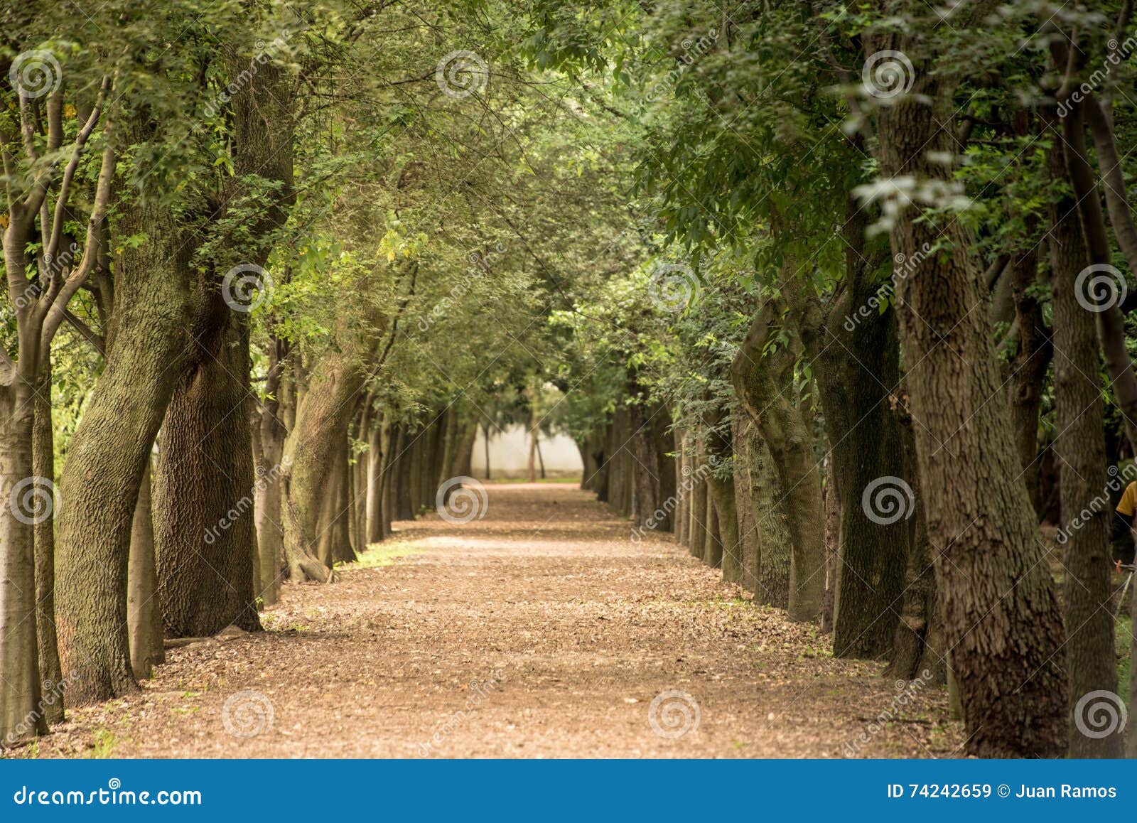 Tree lined path stock image. Image of outdoors, nature - 74242659