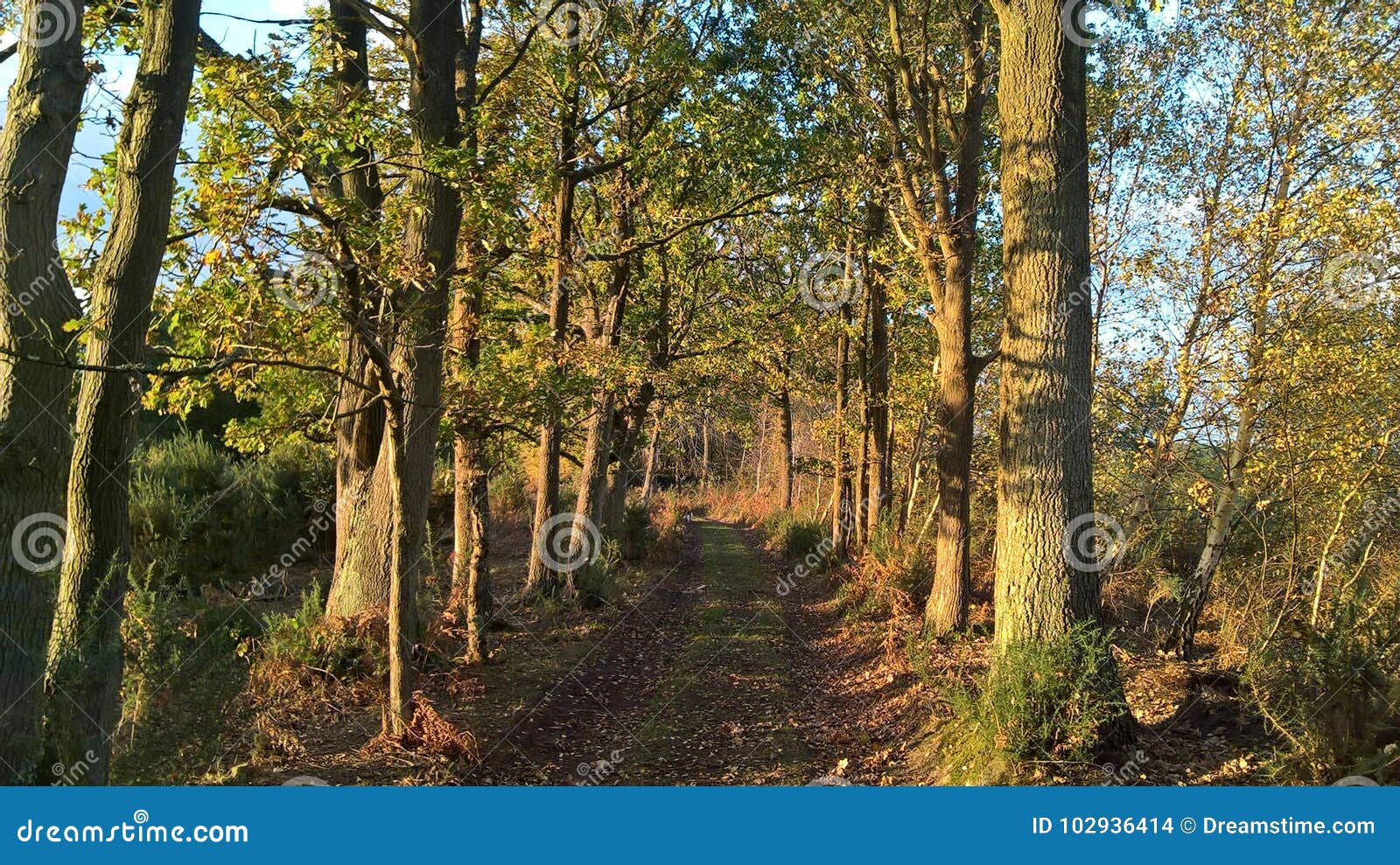 A tree lined path stock photo. Image of walk, leafy - 102936414