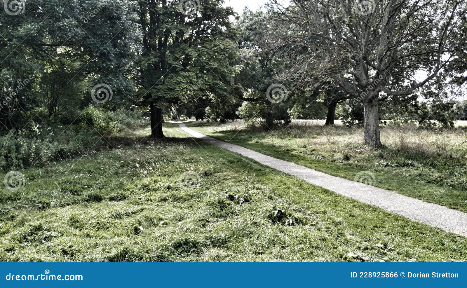 A tree lined path stock photo. Image of tree, green - 228925866