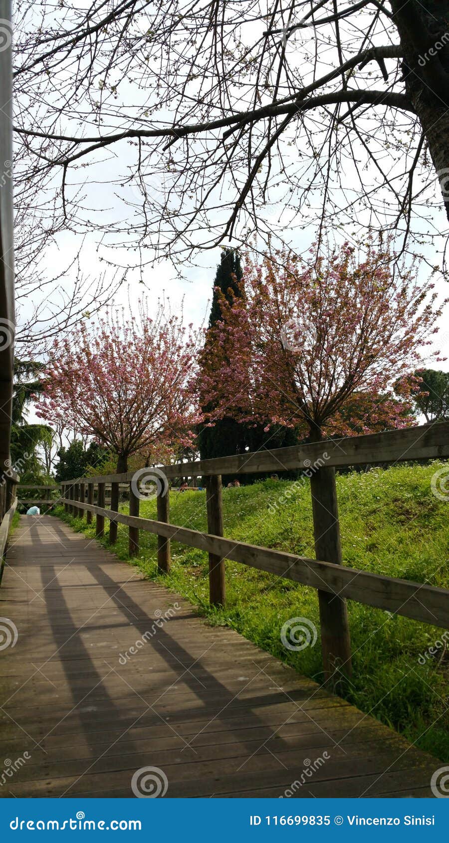 TREE-LINED PATH stock image. Image of rome, treee, sunny - 116699835