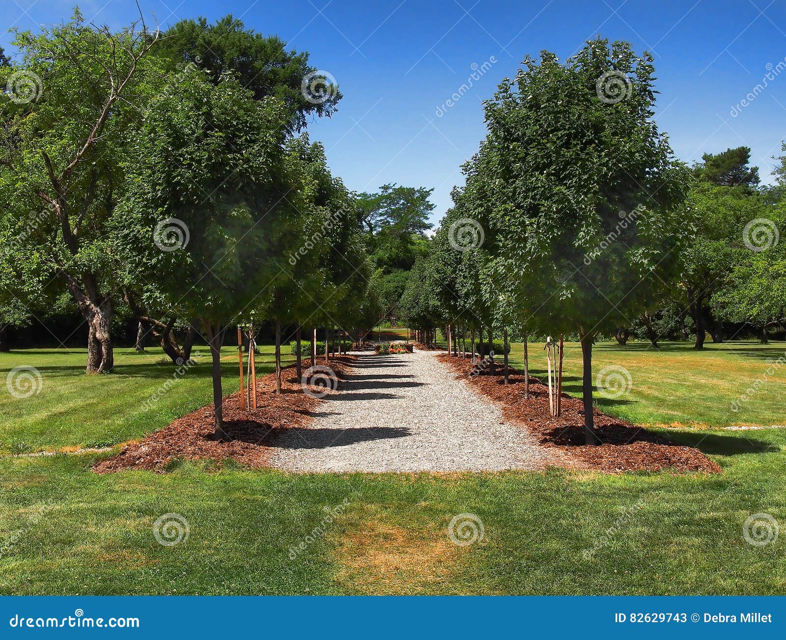 Tree lined path stock image. Image of plant, footpath - 82629743