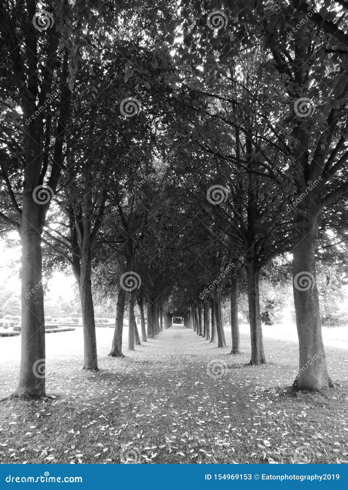 Tree Lined Path with the Sun on it Stock Image - Image of lined, tall ...