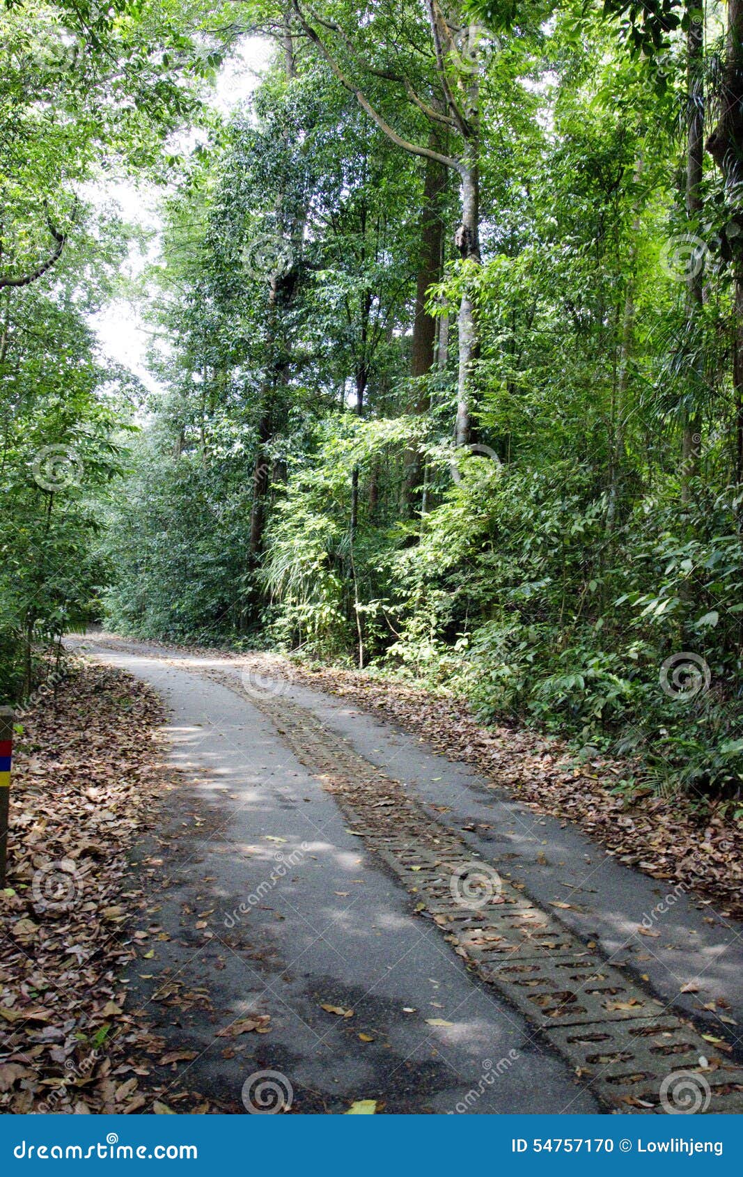 Tree lined path stock photo. Image of left, paved, foliage - 54757170