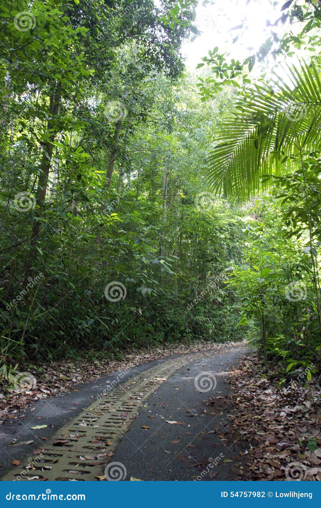 Tree lined path stock photo. Image of forest, hiking - 54757982