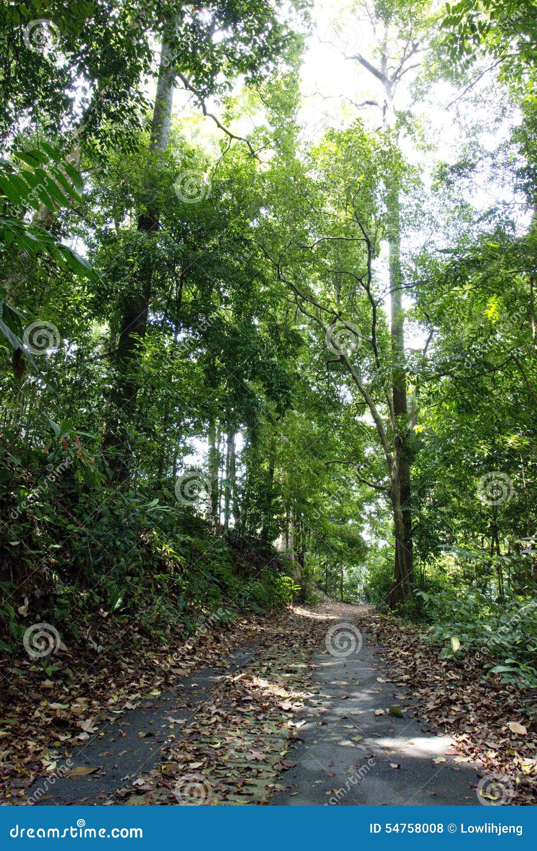 Tree lined path stock photo. Image of peaceful, natural - 54758008