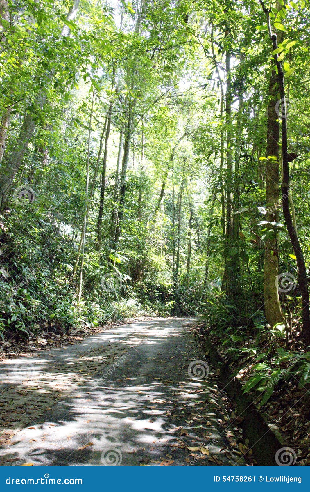Tree lined path stock image. Image of natural, leaves - 54758261