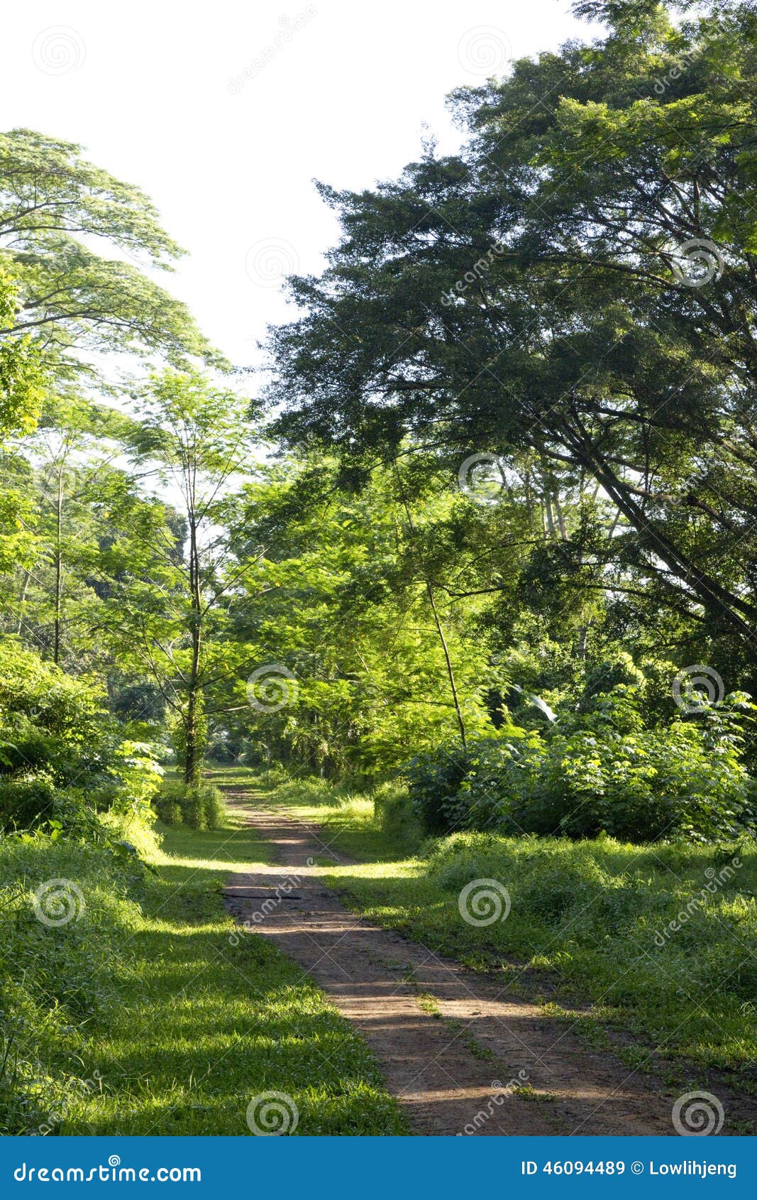 Tree lined path stock image. Image of quiet, outdoor - 46094489