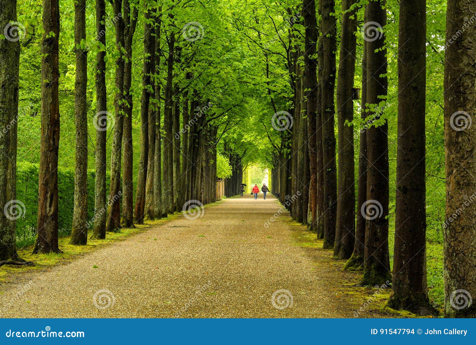 Tree Lined Path stock photo. Image of tree, landscape - 91547794