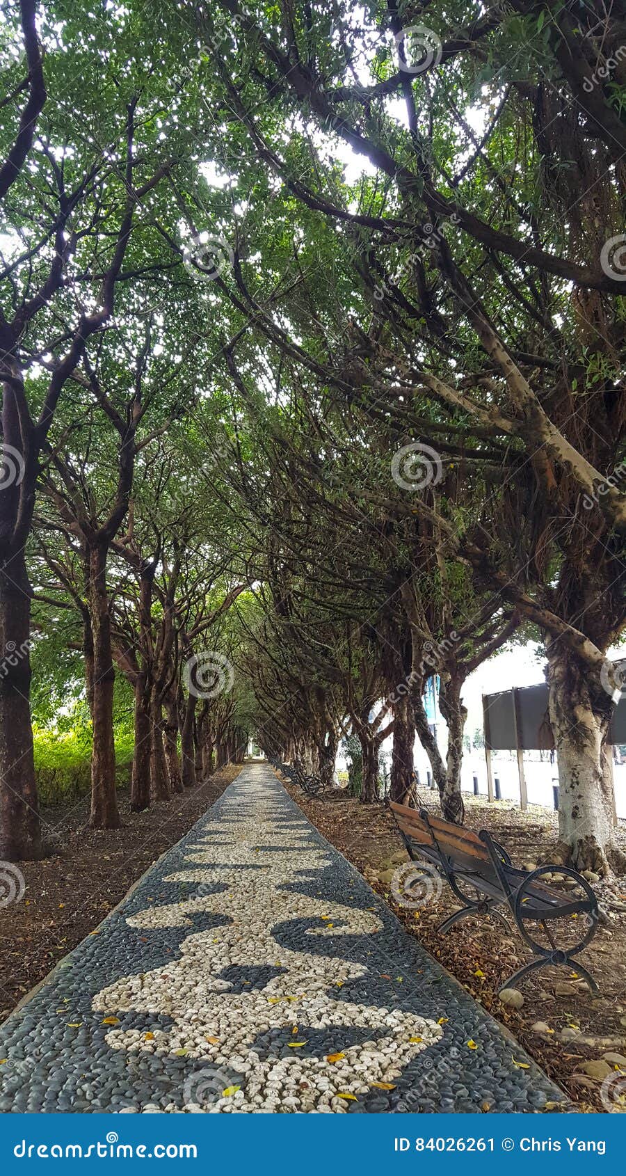 Tree-lined path stock image. Image of park, leaves, daylight - 84026261