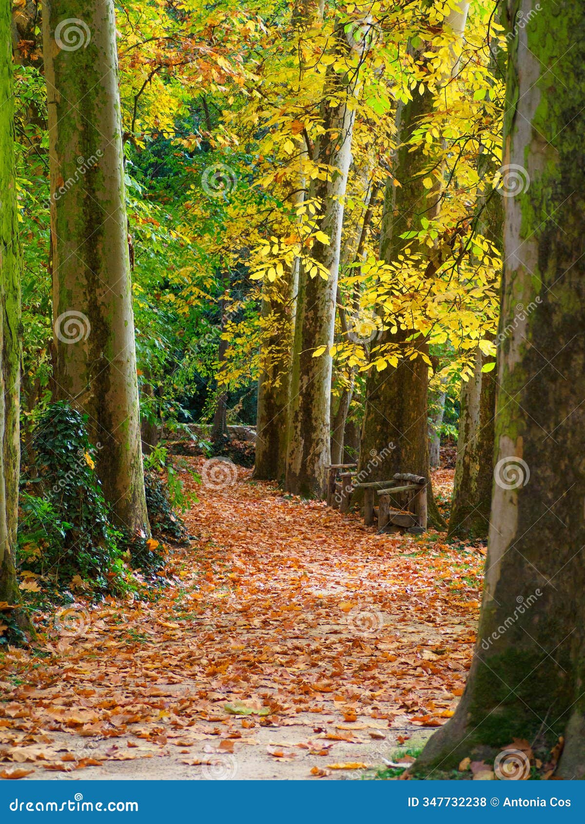 A Tree-lined Path with Wooden Benches To Sit on a Fall Day Stock Photo ...