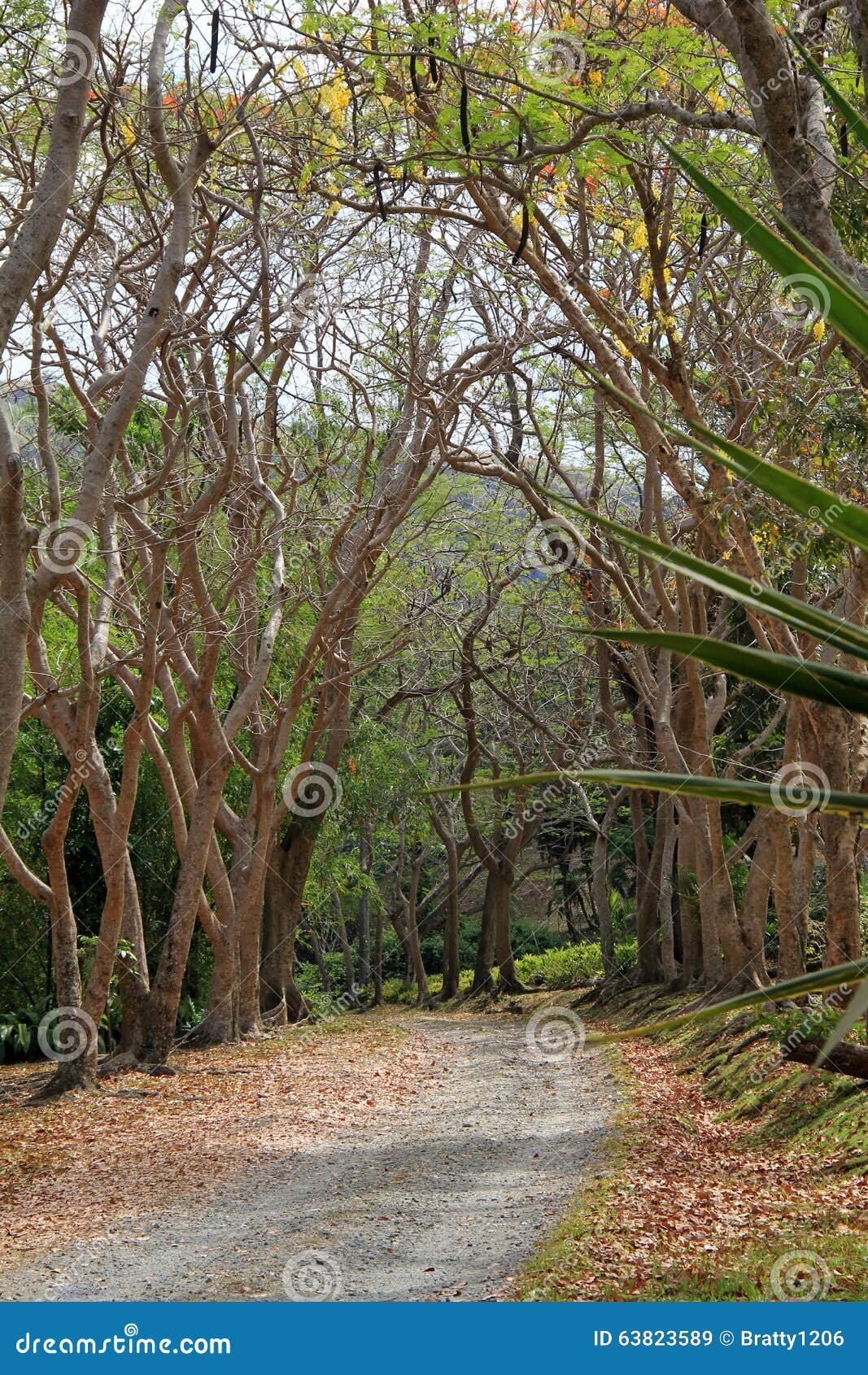 Tree-lined Path through the Woods Stock Image - Image of stark, quiet ...