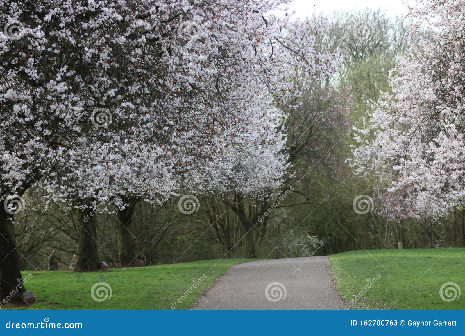Tree Lined Paths Full of Blossom Stock Image - Image of blosoom ...