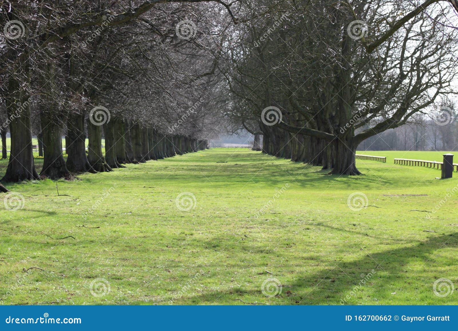 Tree lined paths of green stock photo. Image of branches - 162700662