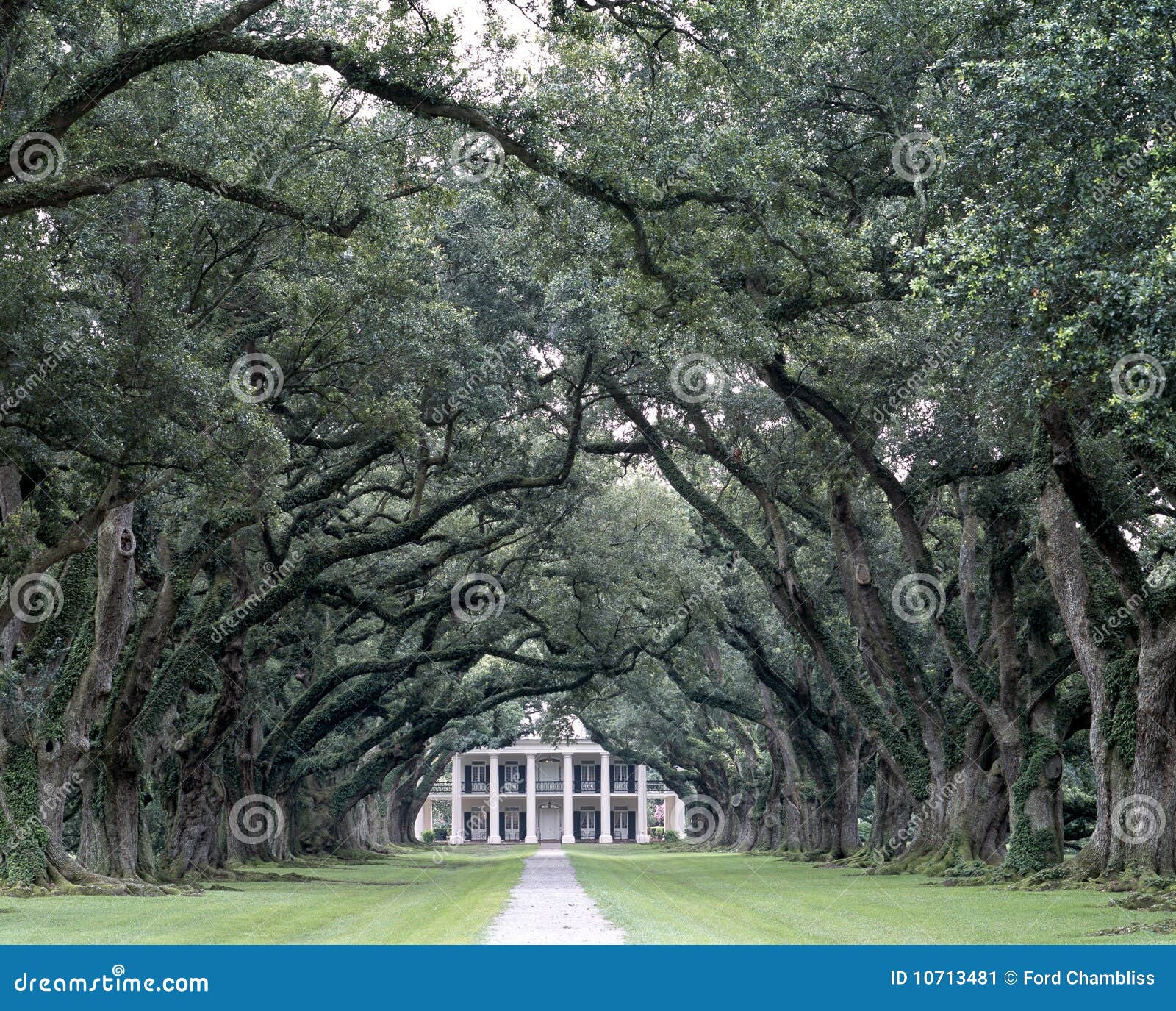 Tree Lined Pathway stock image. Image of green, garden - 10713481