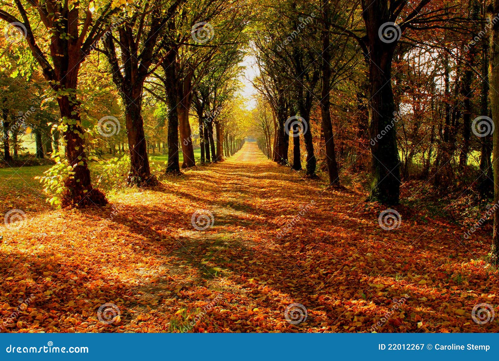 Tree lined pathway stock image. Image of alley, leaf - 22012267