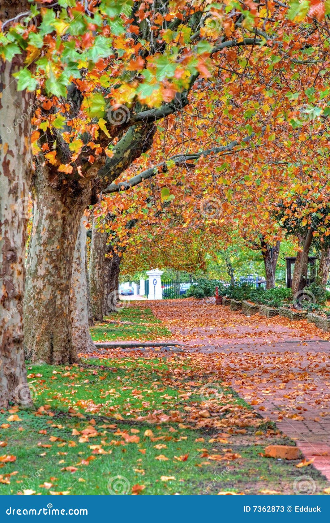 Tree Lined Pathway in Autumn Stock Image - Image of leafy, distance ...