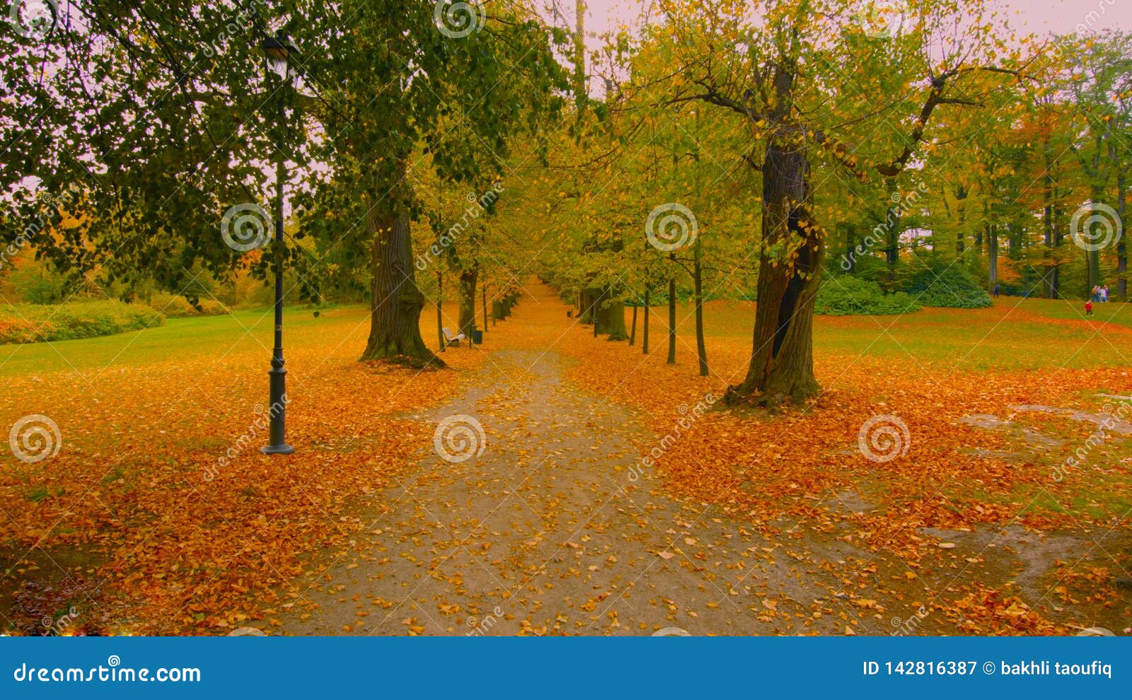 Tree Lined Pathway in Autumn - Bilder Stock Image - Image of beauty ...